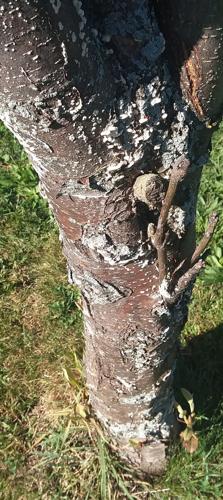 Pear tree in peril due to blight | Arts and Life | nny360.com