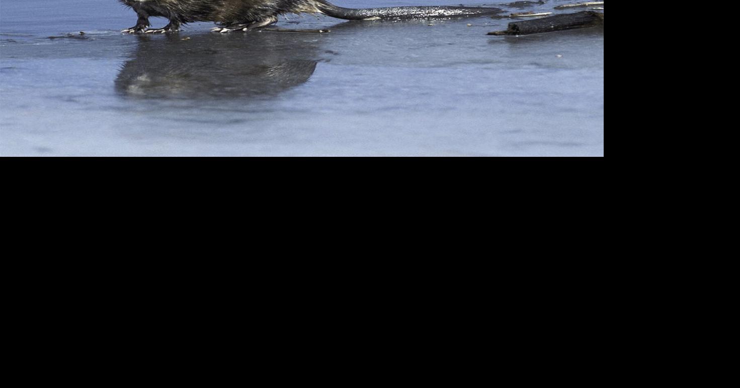 Muskrat love | Small Business Startup | nny360.com