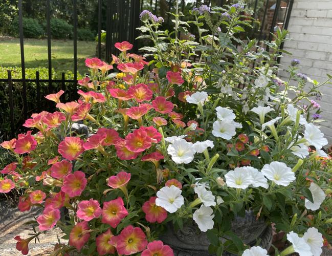Glowing color of persimmon creates a most stunning petunia | Home and ...