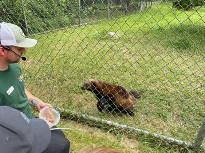 Meet Abisko the wolverine, Zoo New York’s newest exhibit | Kidscontent ...