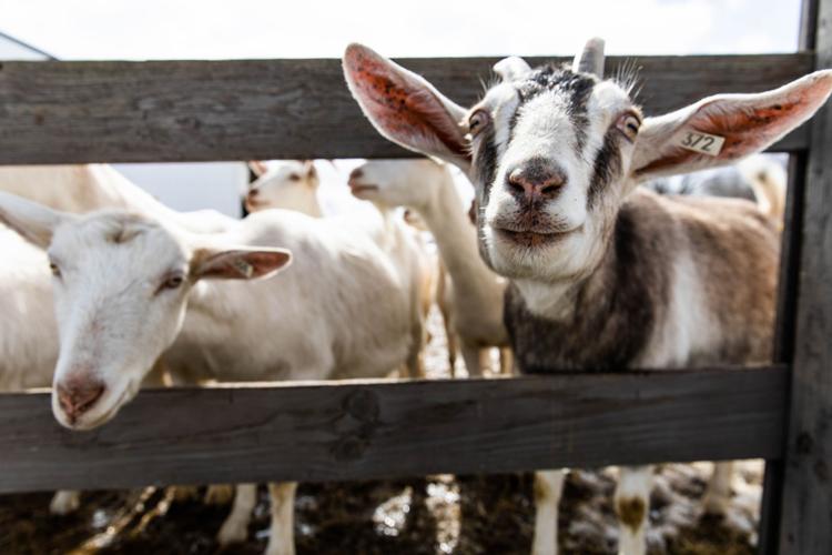 Glenfield goat dairy takes a leap to stay afloat with new product ...