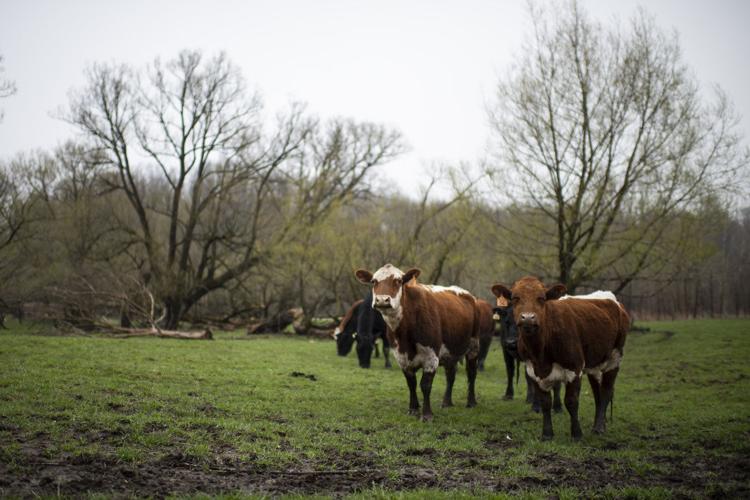 Rodman livestock farm focuses on direct sales to consumers | Jefferson ...