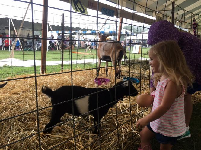 Goats, rabbits, poultry reign over fair | News | nny360.com