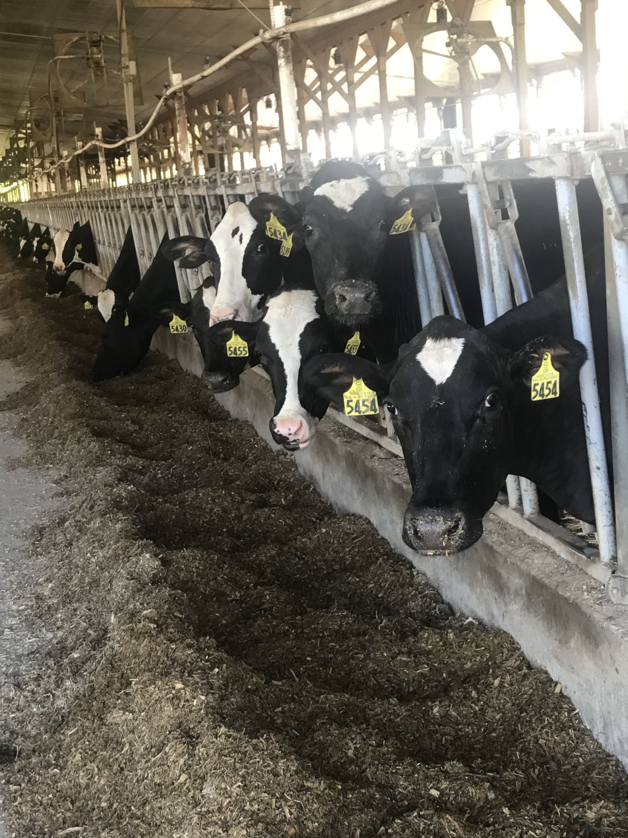 Tail-docking ban concerns voiced | News | nny360.com