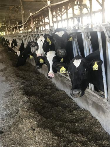 Tail-docking ban concerns voiced | News | nny360.com