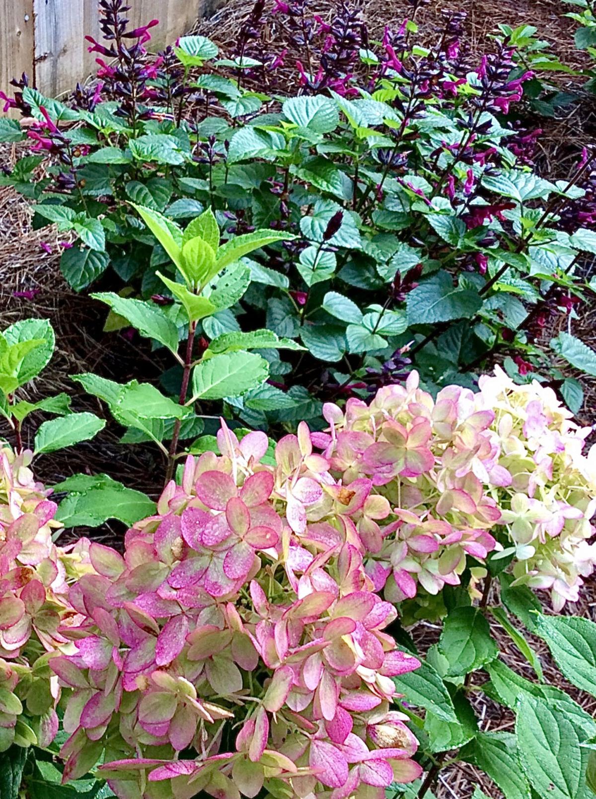 Trio of new hydrangeas tops 2021 must-have list | Home and Garden ...