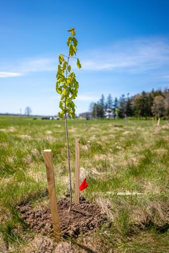 Arbor Day celebration ‘For The Trees’ | Kidscontent | nny360.com