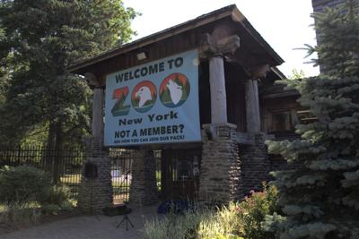 New owl barn to debut at zoo in Watertown’s Thompson Park | Jefferson ...