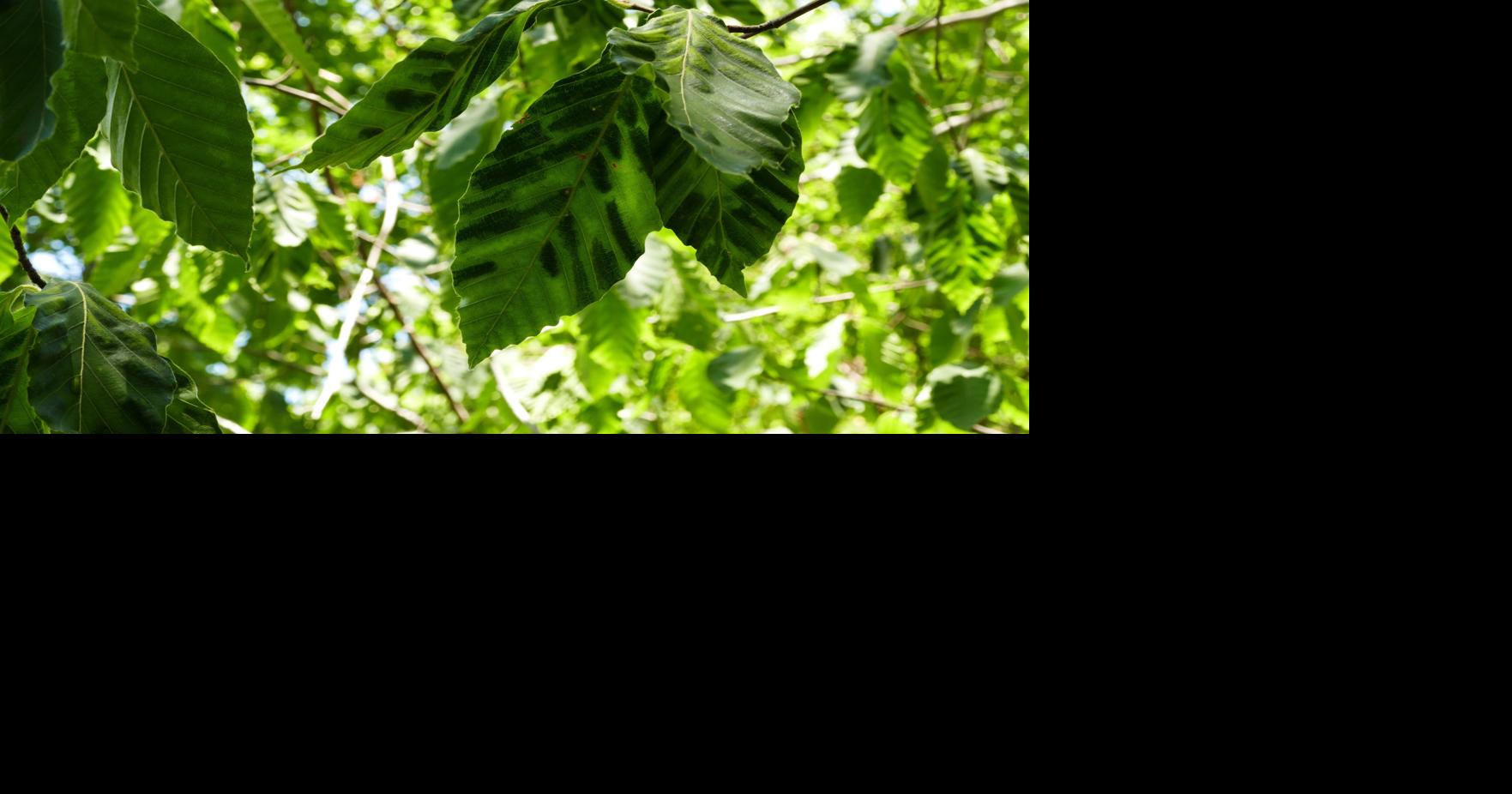What’s making beech trees sick? | News | nny360.com