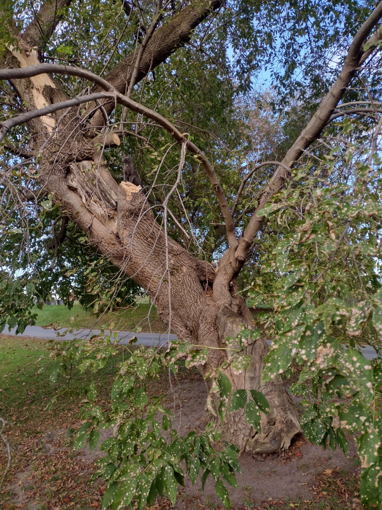 Cooperative Extension ready for extra calls to check on trees after ...