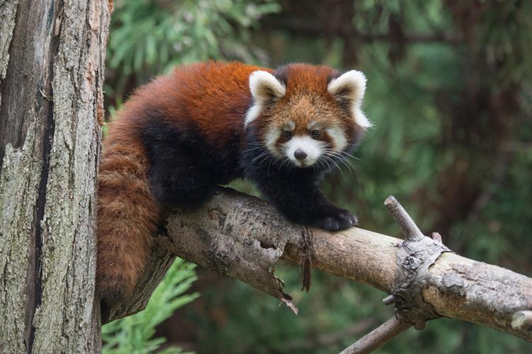 Two baby red pandas make debut at New York zoo | News | nny360.com