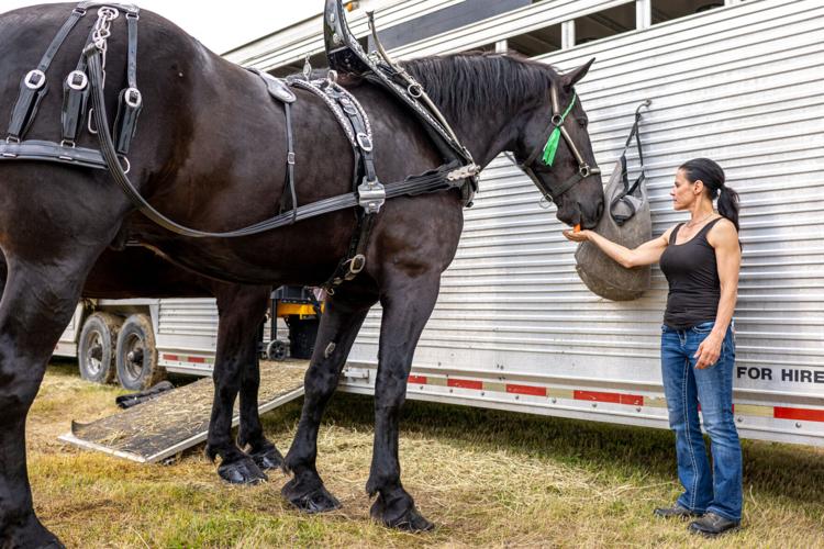 Drafters display their horsepower at Stone Mills Agricultural Museum ...