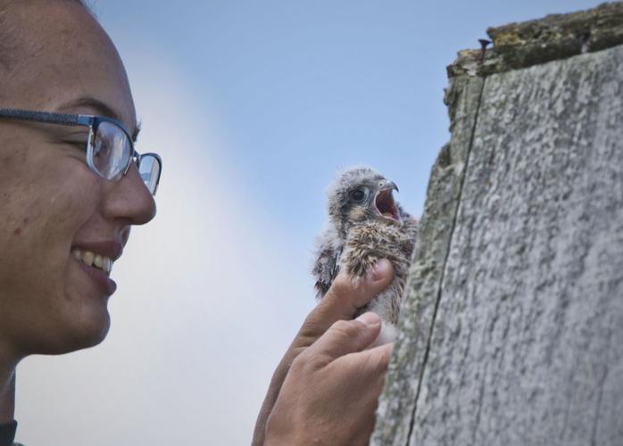 Bird banding: Adirondack Raptors continues American kestrel tracking ...