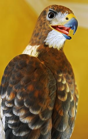 Raptor carving captures award Cape Vincent artist’s lifelike hawk wins ...