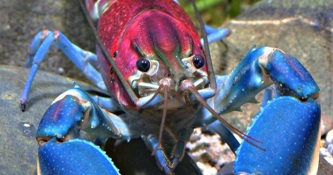 The newest crayfish species looks like a Lisa Frank creation | News ...