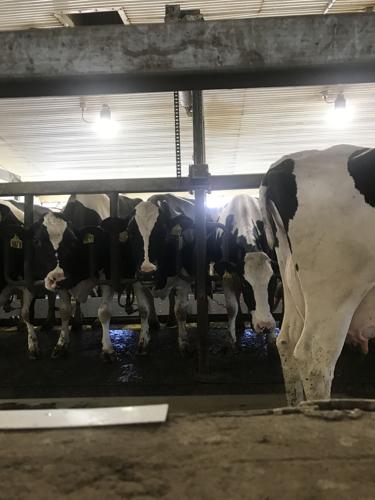 Tail-docking ban concerns voiced | News | nny360.com