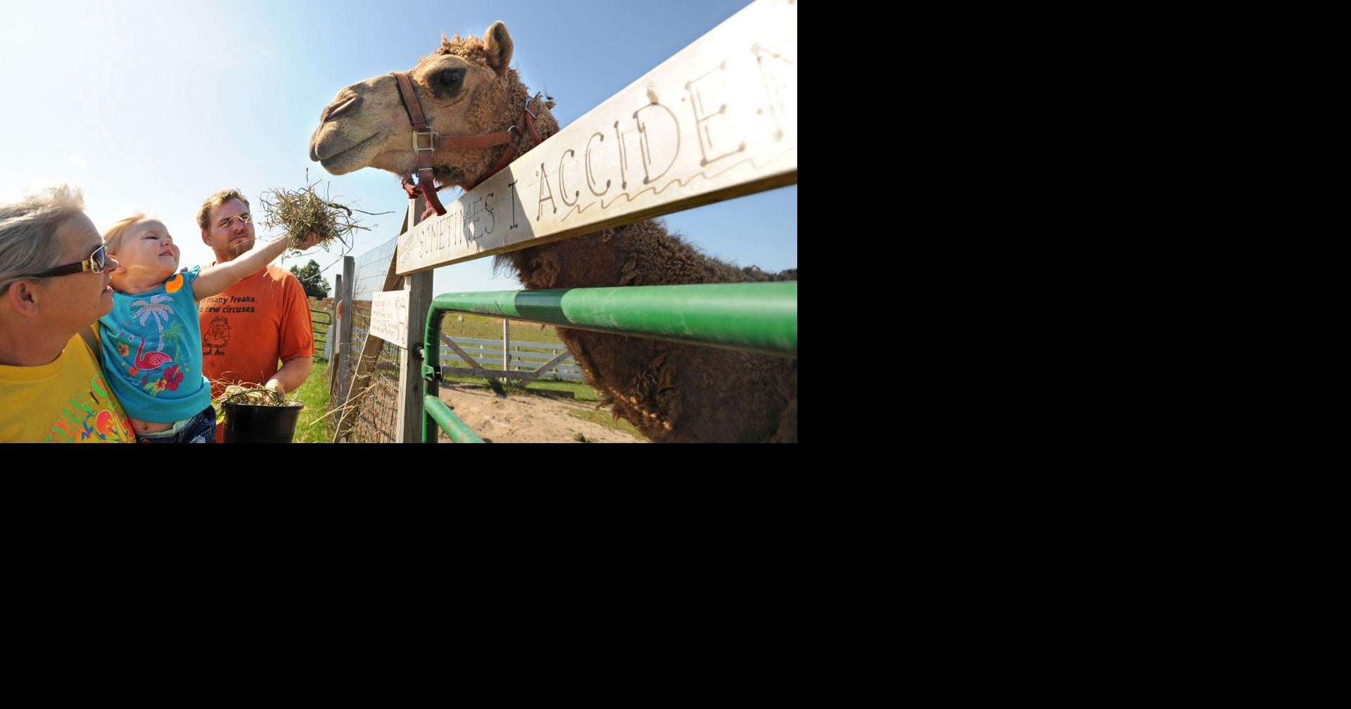 Not for kids only | Arts and Life | nny360.com