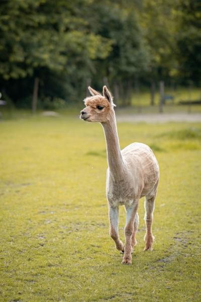 Animal of the week: Llama | Kidscontent | nny360.com