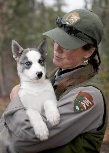 In Alaskan park, winter means paws on patrol | Arts and Life | nny360.com