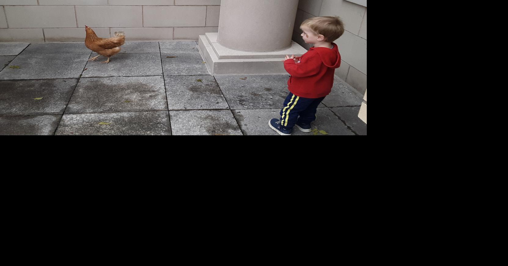 Red hen spends some free-range time outside Lewis County Courthouse ...