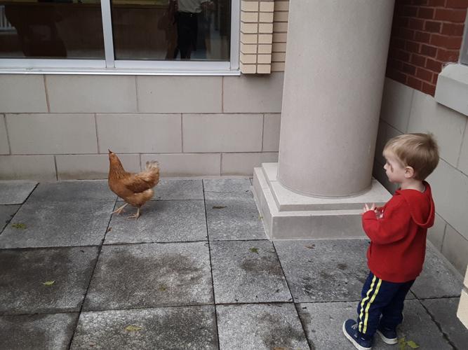 Red hen spends some free-range time outside Lewis County Courthouse ...