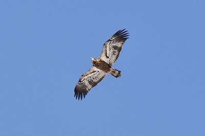 Baker: Eagle | Arts and Life | nny360.com