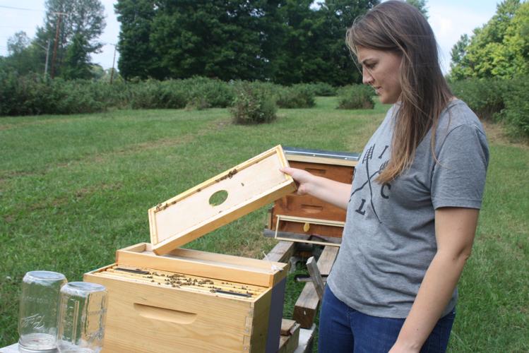 Flowers of the field Sunflowers draw picture takers and pollinators to ...