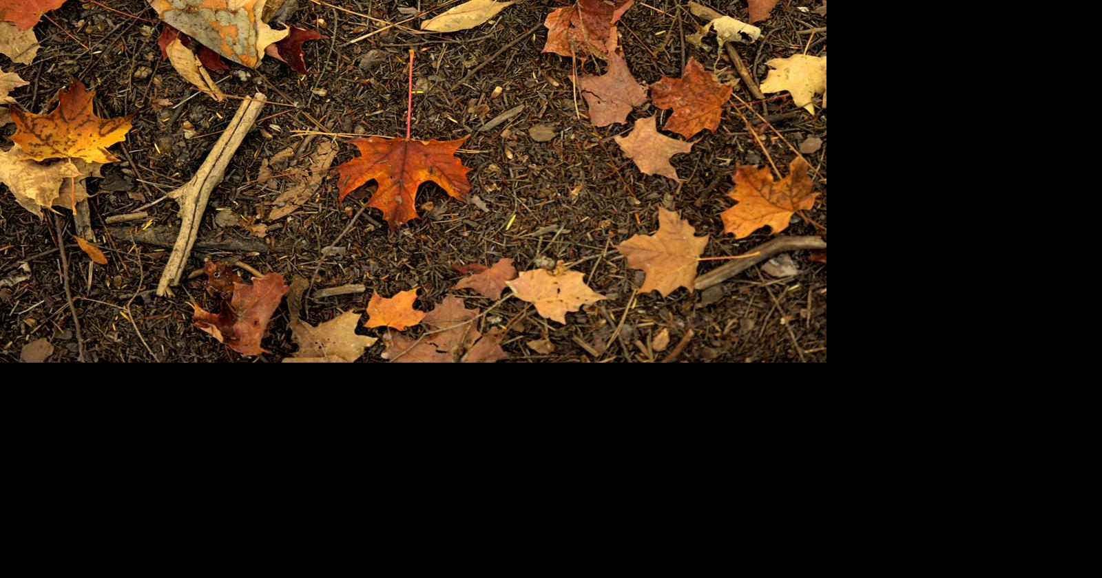 Early leaf color changes seen in north country | News | nny360.com