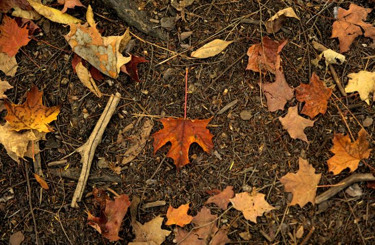 Early leaf color changes seen in north country | News | nny360.com