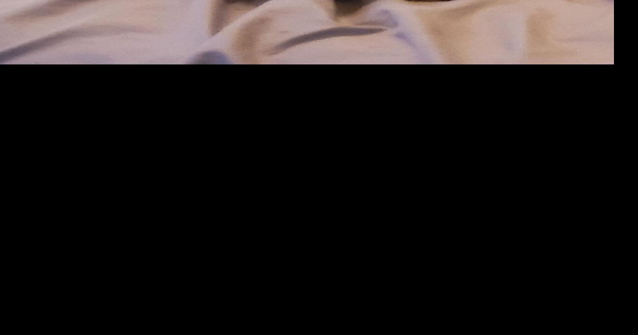 bobcat attacks per year