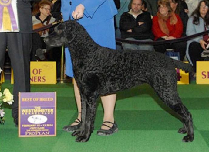 Croghan dog wins big in NYC | News | nny360.com