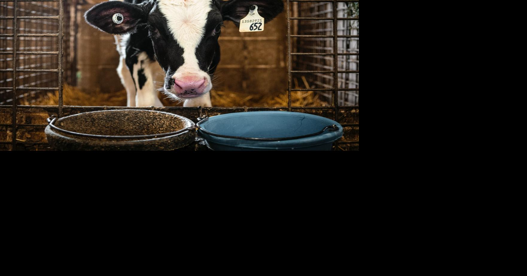 Lewis County Dairy/Beef Enhancement Calf Scholarship Award ...