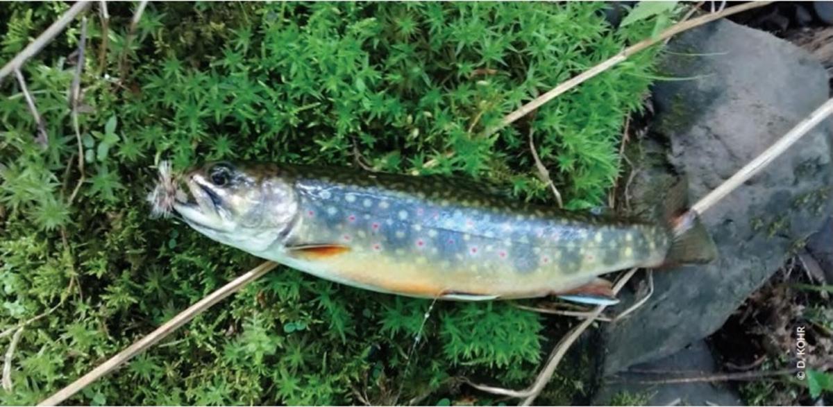 A unique Tug Hill fish tale: ‘Heritage trout’ discovered | Local ...