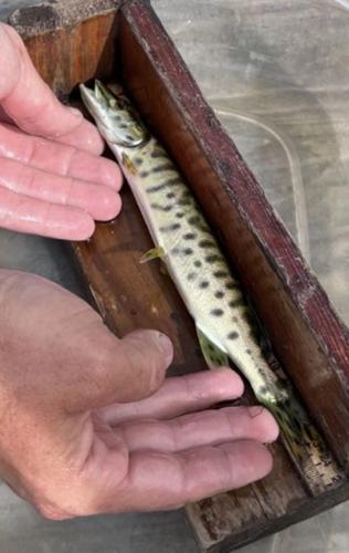 The mighty St. Lawrence muskie has helping hands for rebound ...