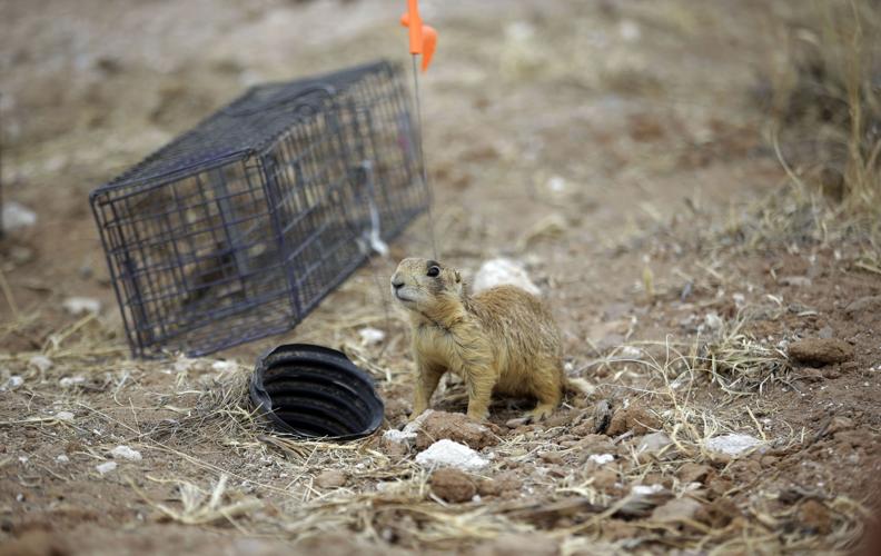 Utah prairie dogs get relocated in country | News | nny360.com