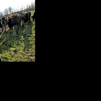 Beef farmers planning commingled cattle pool to do business with big ...