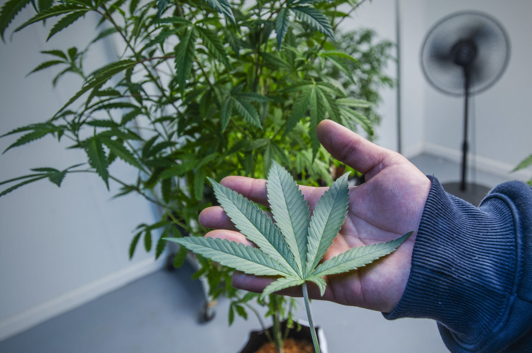 New York cannabis regulators move to settle suits blocking new ...