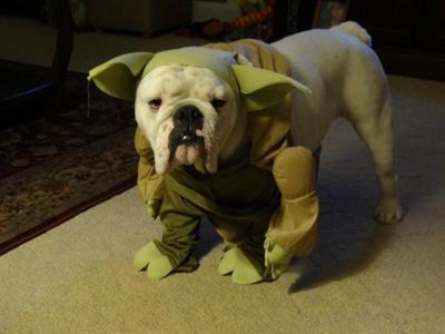 Curtis: Boo | Arts and Life | nny360.com