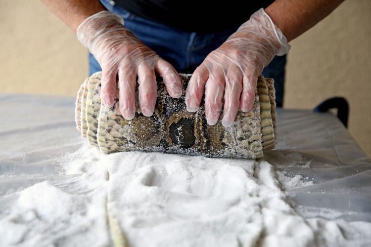 Meet the women hunting giant pythons ‘eating everything’ in the ...