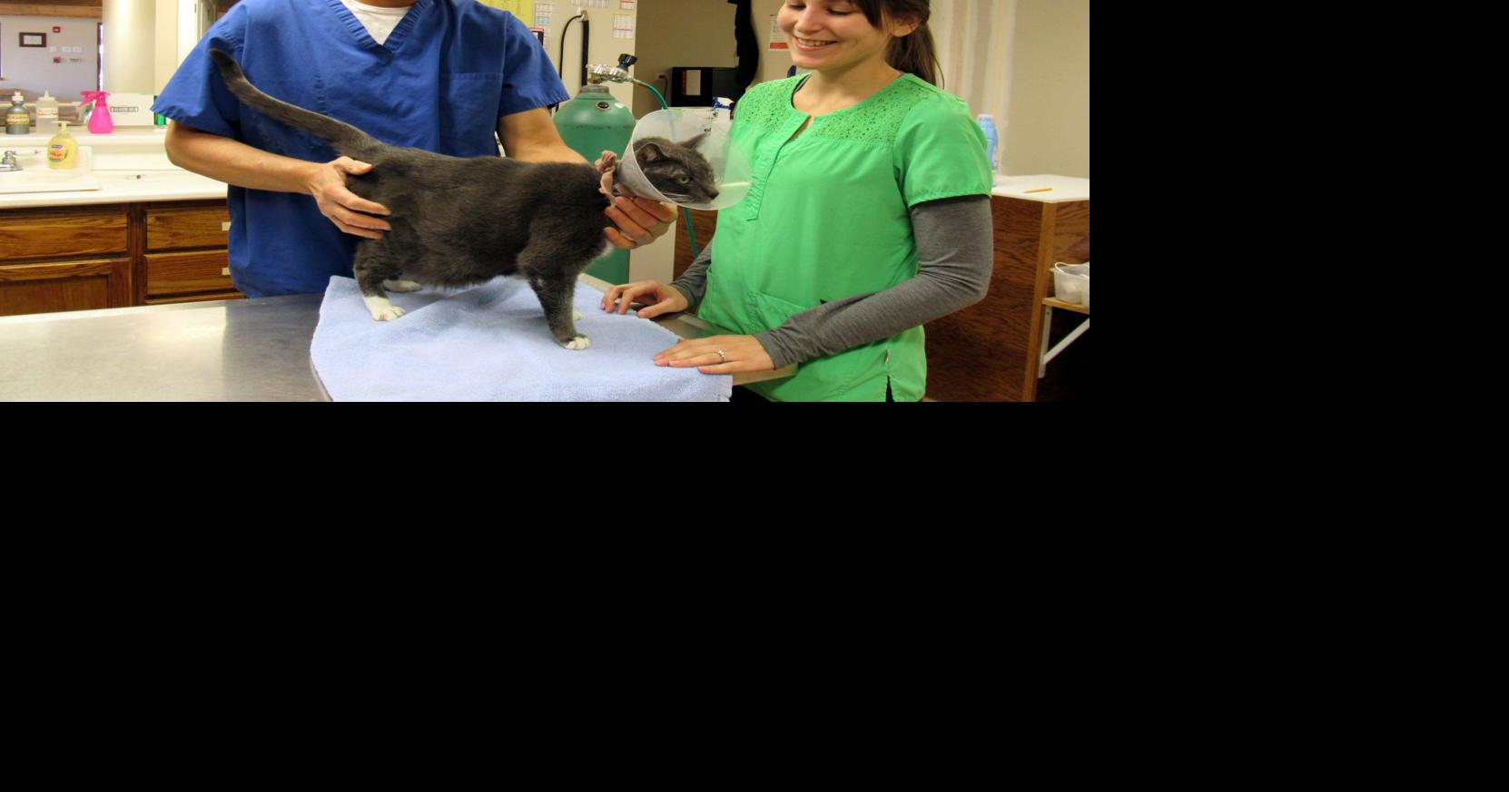 Java’s Vet Center adds pet services | News | nny360.com