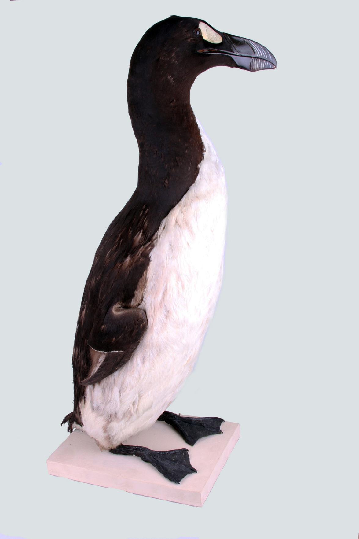 Why the great auk is gone for good | News | nny360.com