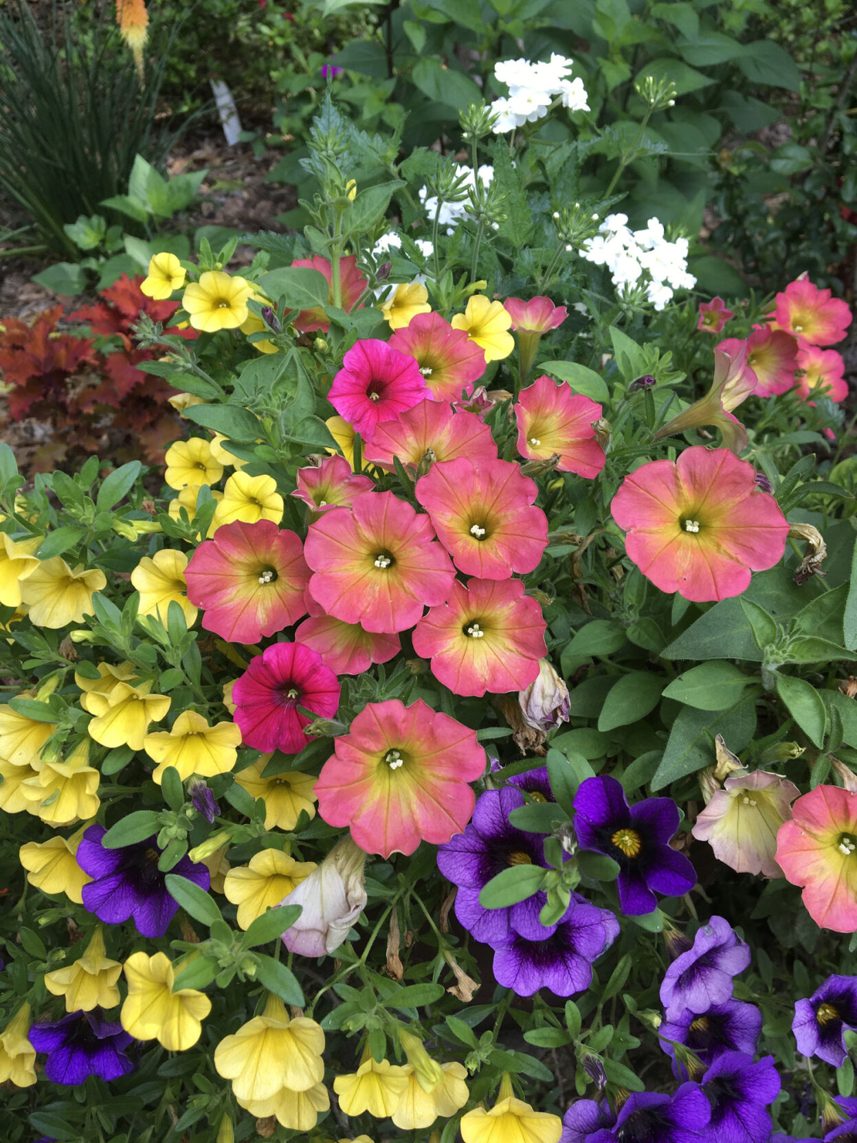 Glowing color of persimmon creates a most stunning petunia | Home and ...