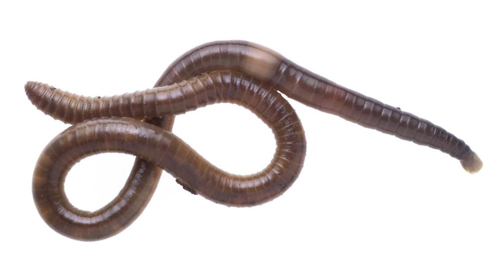 Invasive ‘crazy worm’ inching its way north | News | nny360.com