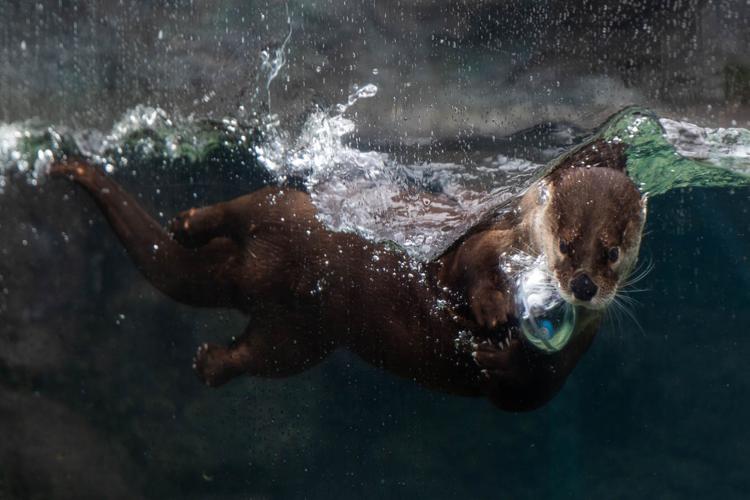 High-tech toy a top attraction as zoo opens | News | nny360.com