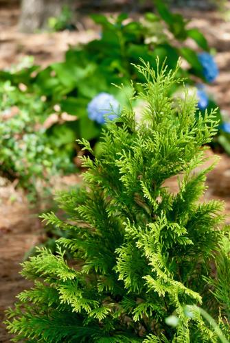 Gold tones of Fluffy conifers make the landscape sparkle | Home and ...