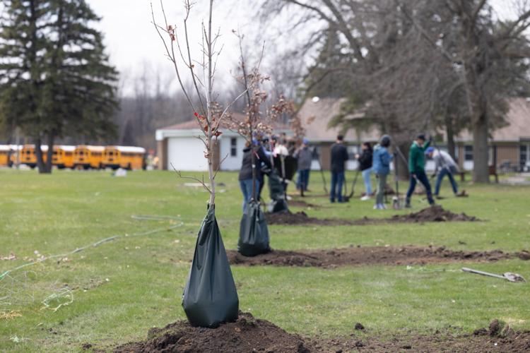 NYPA provides, helps plant 30 trees at Massena Housing Authority | Home ...