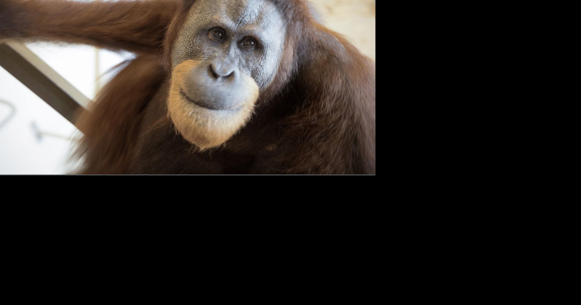 What an orangutan’s grunts mean for humans | Arts and Life | nny360.com