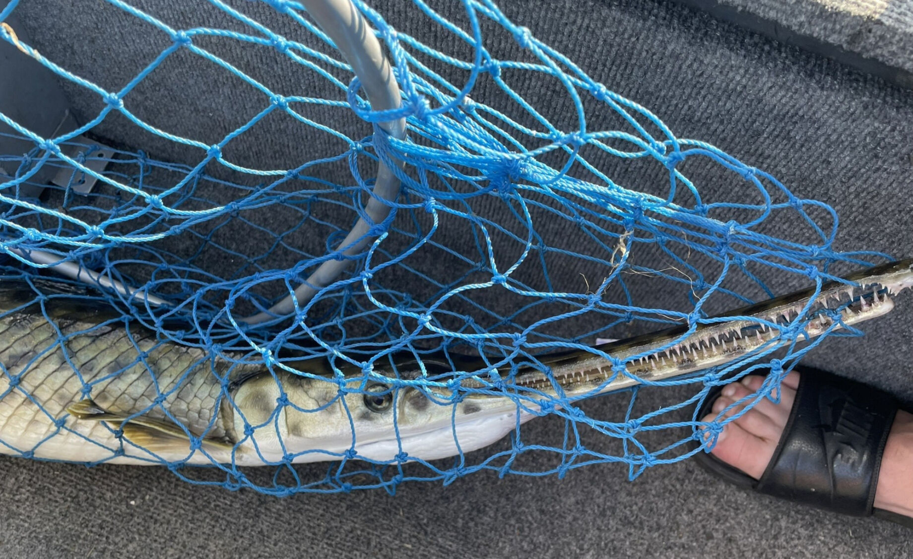 So gar, so good: Angler recounts his record-breaking catch | Achievers ...