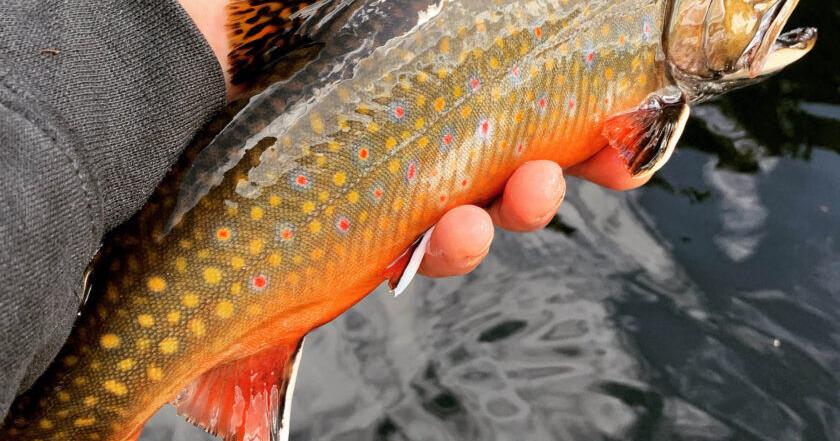 DEC announces final Adirondack brook trout pond management plan ...