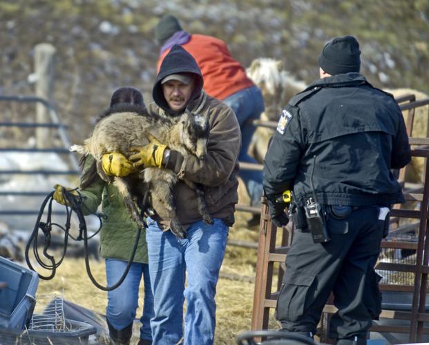 Pair plead guilty to animal cruelty charge | News | nny360.com